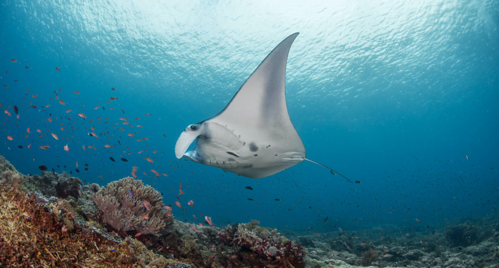 Pari Manta di Taman Nasional Komodo yang Rentan Punah - Jaring Nusa KTI