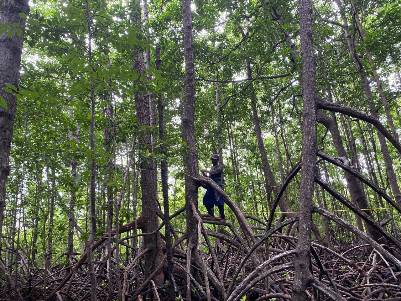 Mangrove Rusak, Pesisir Terancam: Warga Uwedikan Bergerak - Jaring Nusa KTI